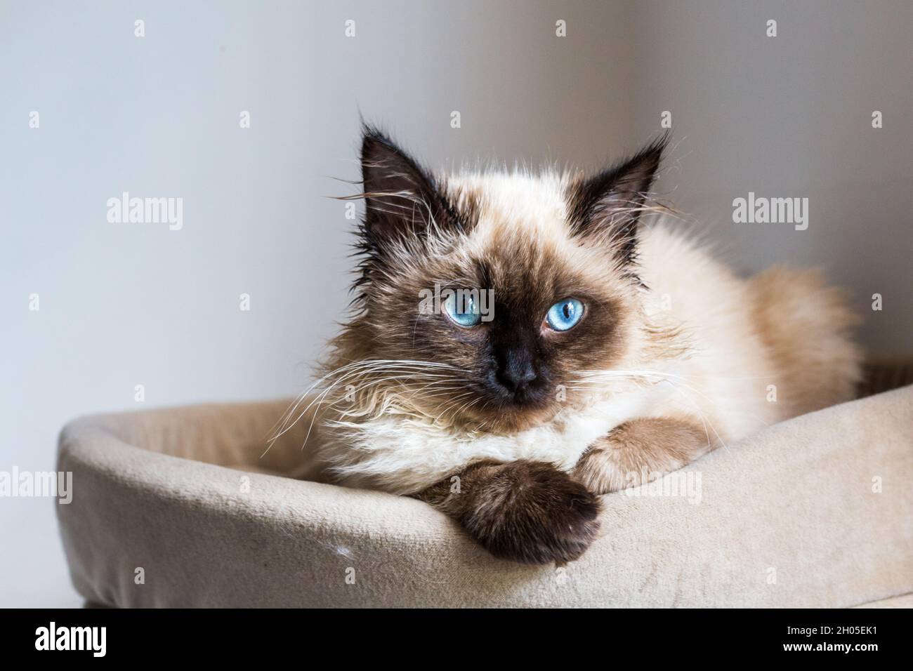 Sacred cat burma kitten hi-res stock photography and images - Alamy