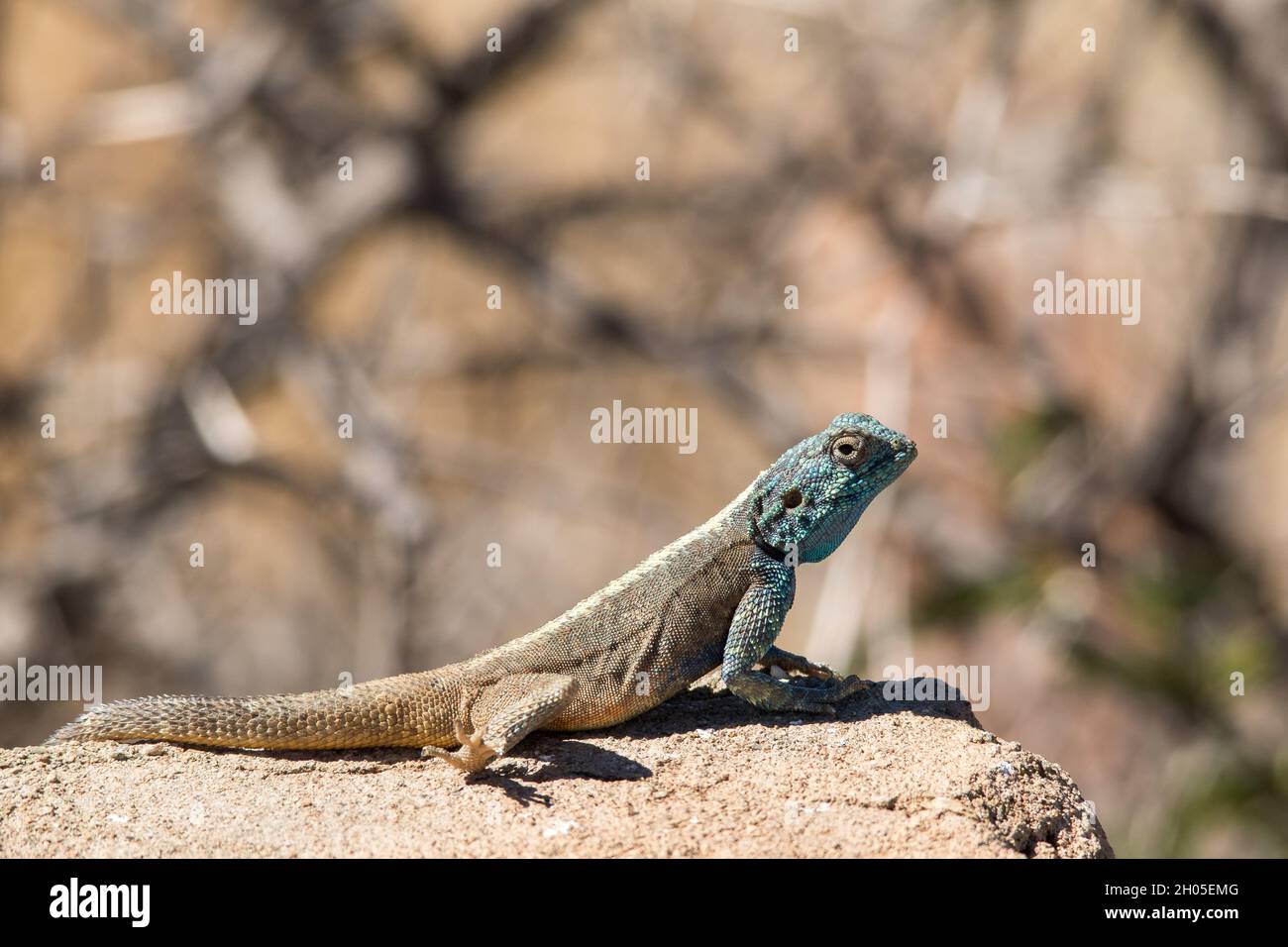 Blue lizard in hot desert hi-res stock photography and images - Alamy