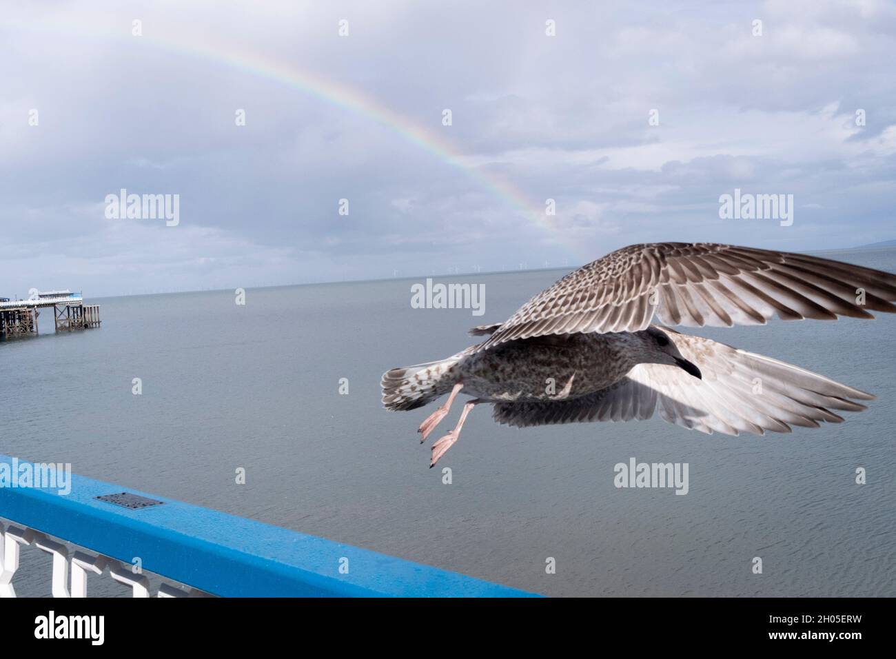 As a seagull takes to their air, a rainbow showing the spectrum of ...