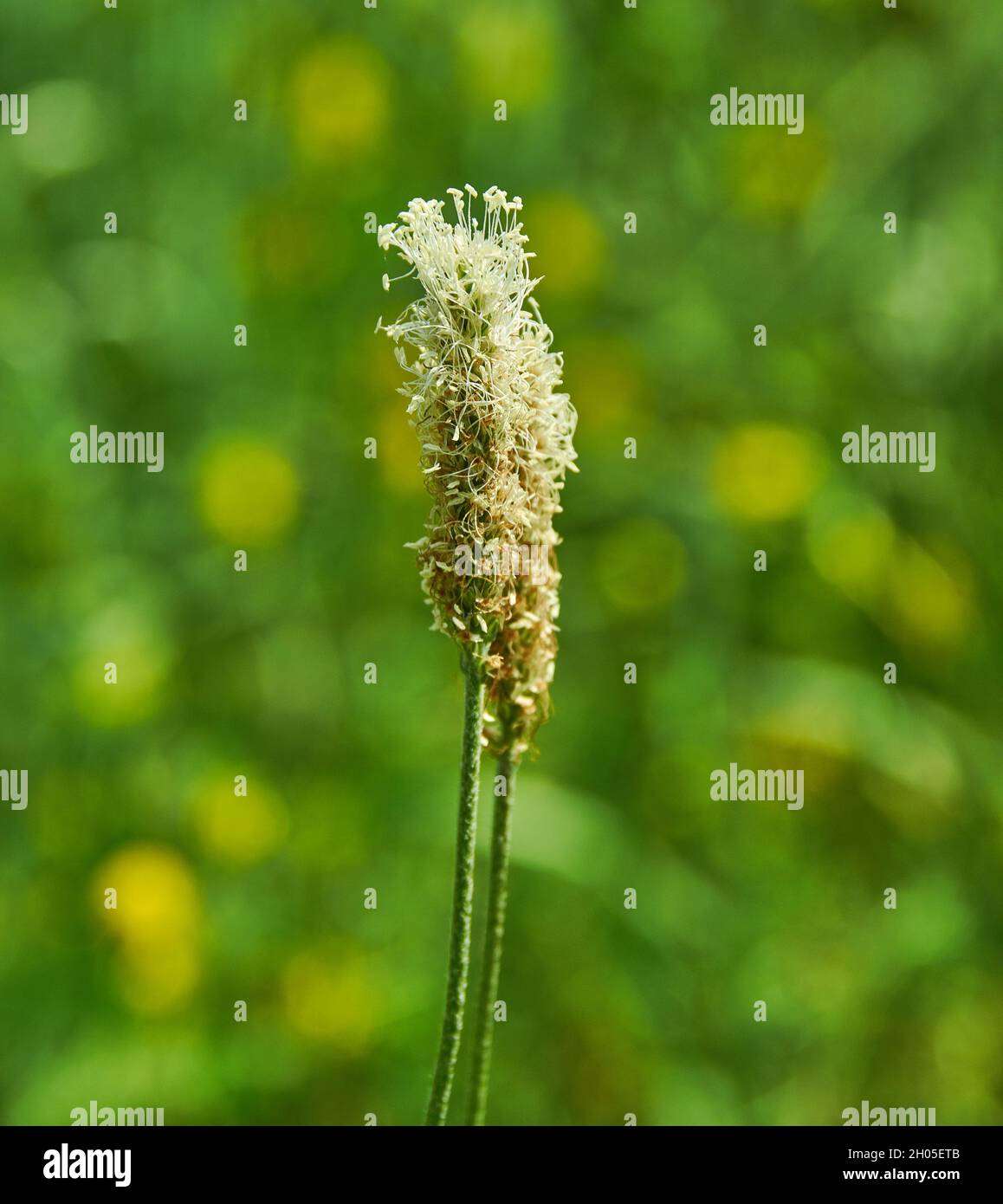 Plantago major flowering plant in the plantain family Plantaginaceae ...