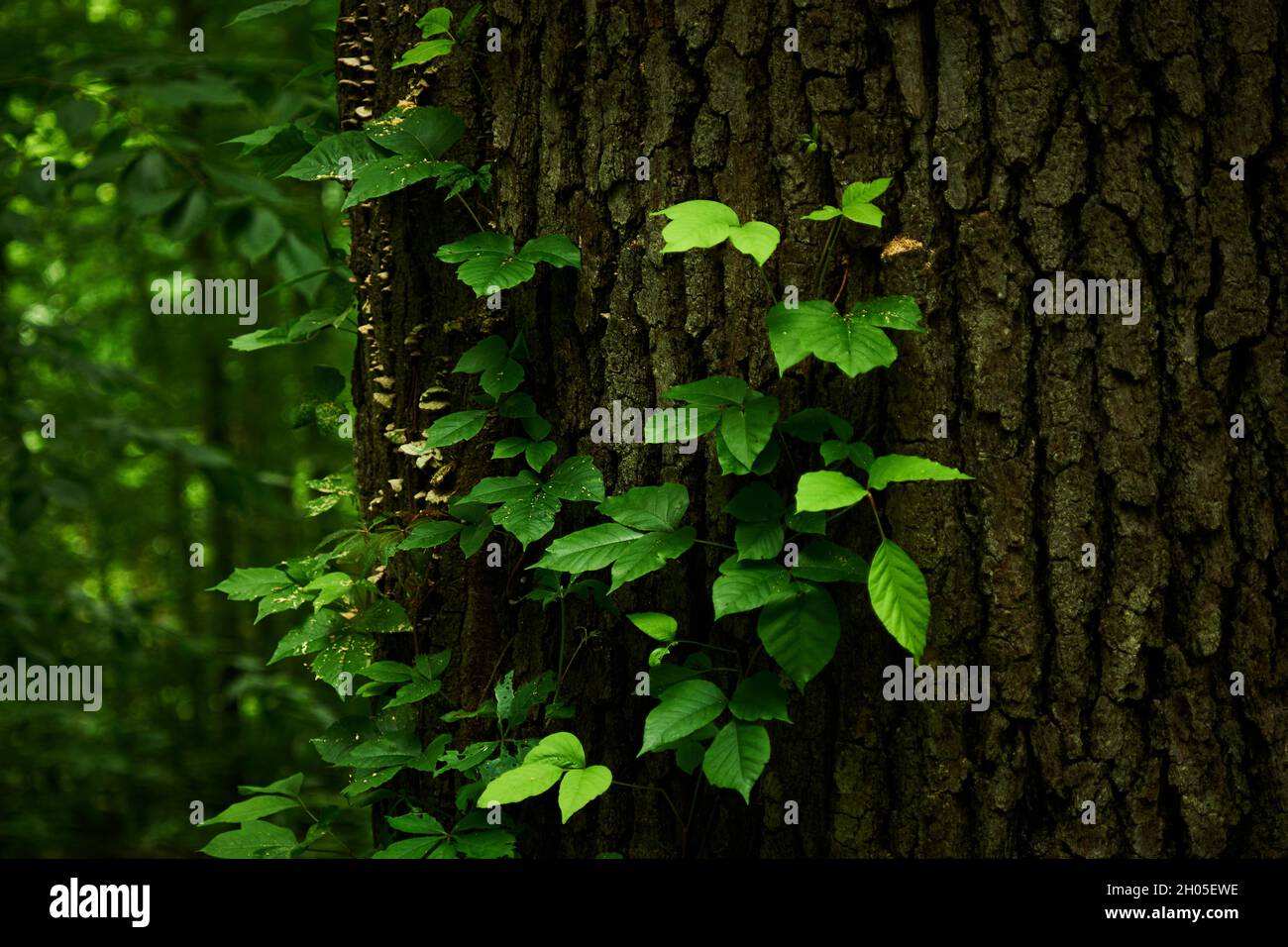 Closeup of poison ivy vine creeping on a tree bark at a forest Stock ...