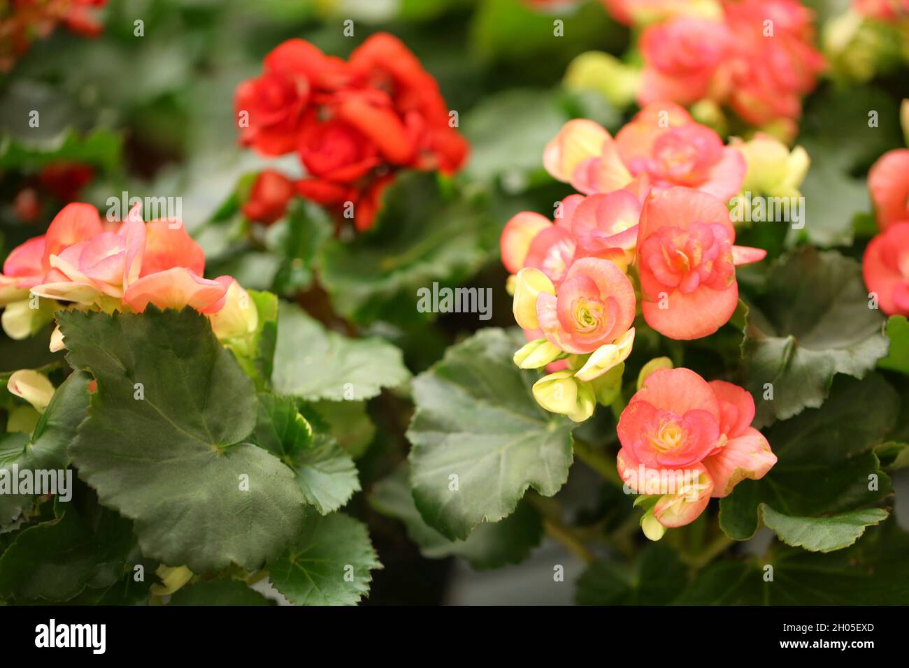 Beautiful blooming begonia flowers, closeup. Tropical plant Stock Photo ...
