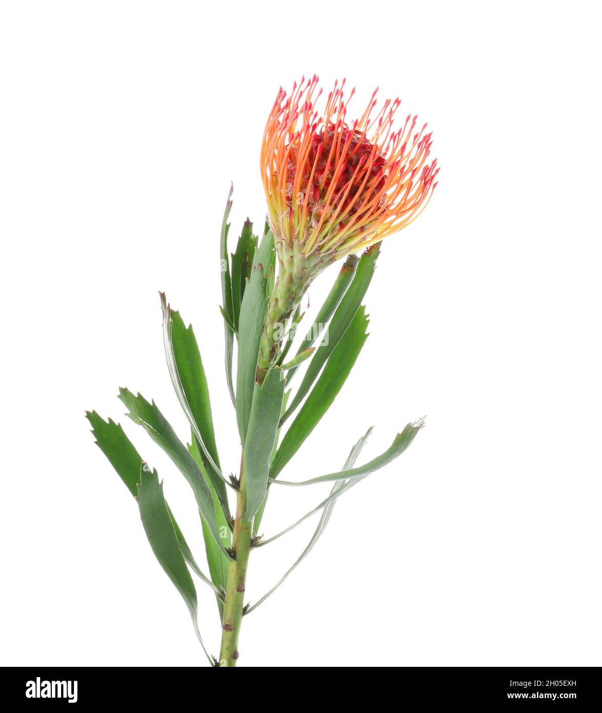 Beautiful protea flower on white background. Tropical plant Stock Photo ...