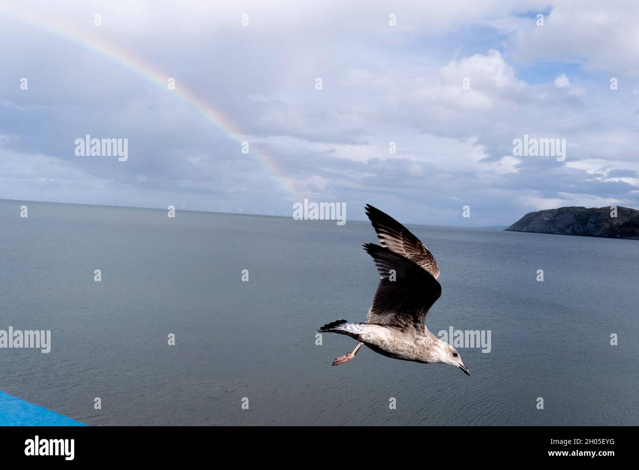 As a seagull takes to their air, a rainbow showing the spectrum of ...