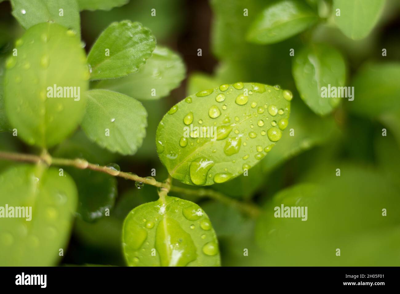 Water droplets leaves hi-res stock photography and images - Alamy