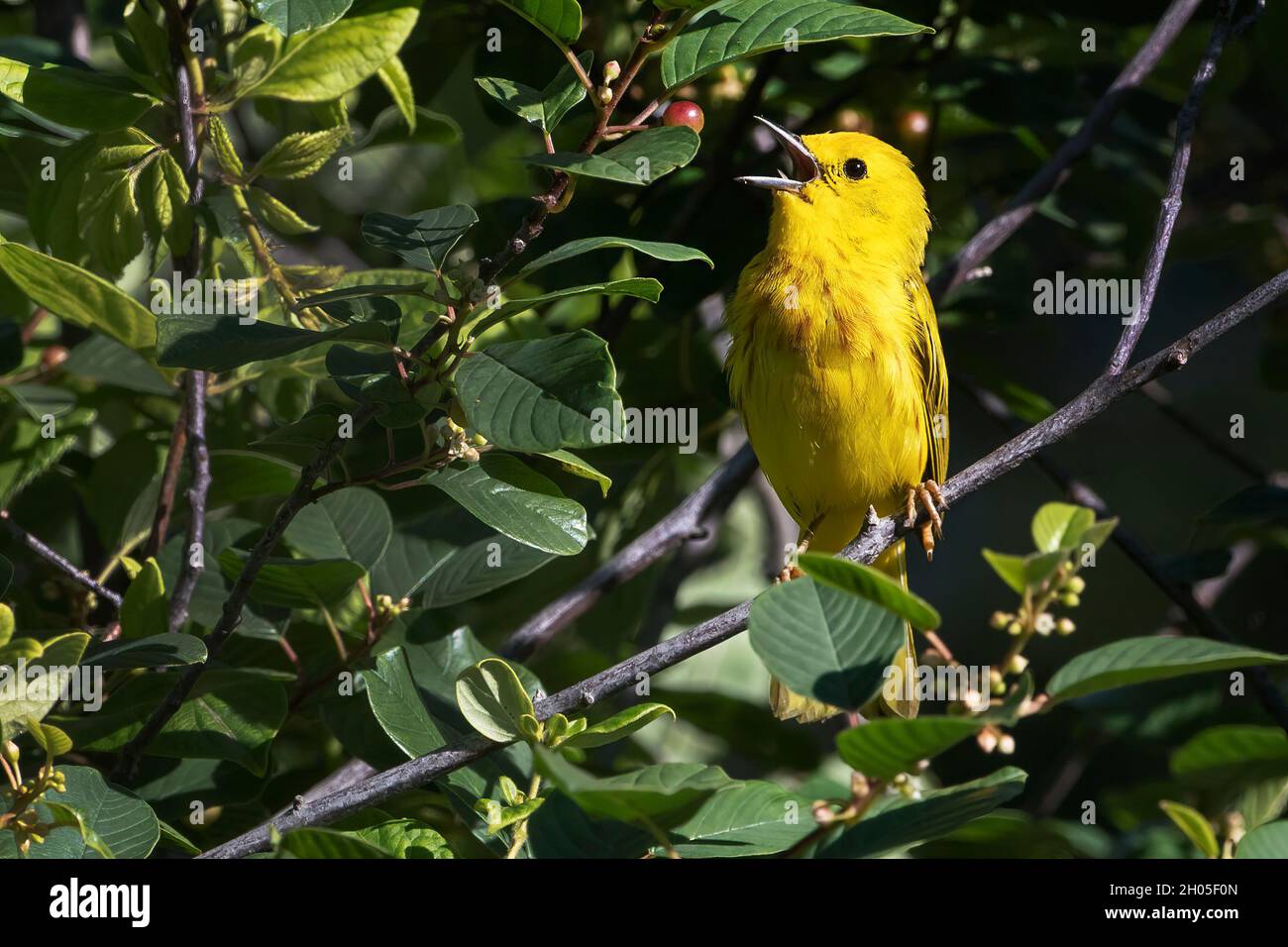 Yellow warbler singing during spring warbler migration Stock Photo - Alamy