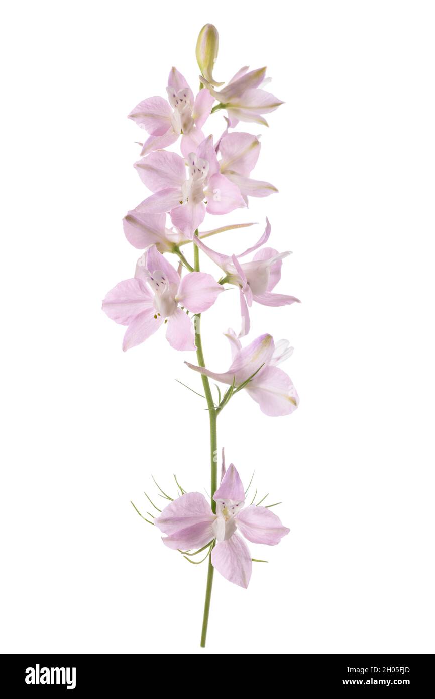 Larkspur flowers isolated on white background Stock Photo - Alamy
