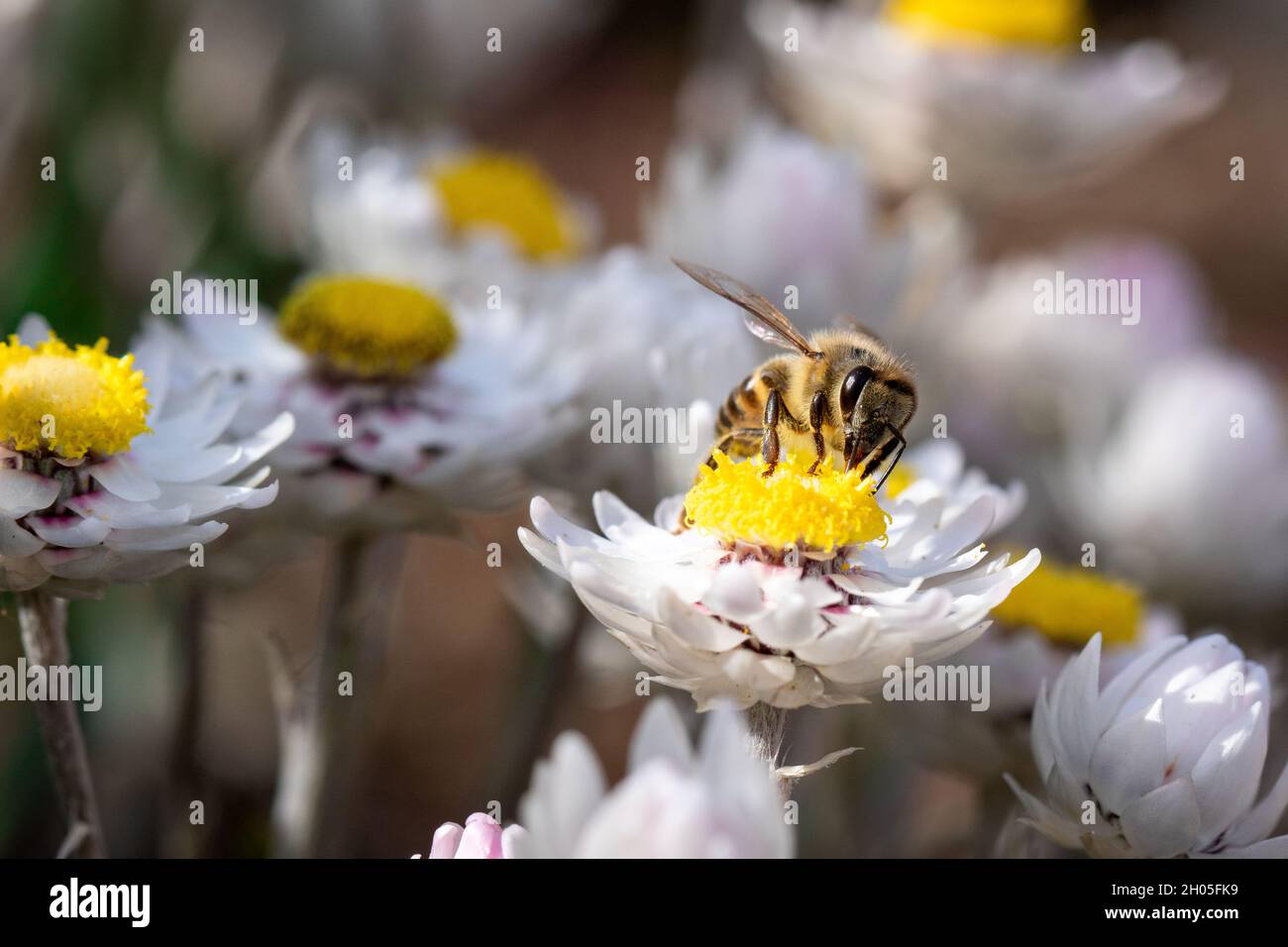 A honey bee sits on a small white flower, looking for nectar Stock ...