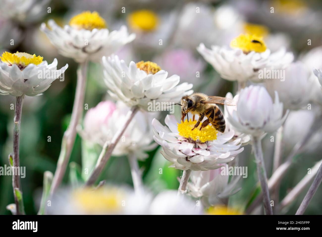 Small white flower hi-res stock photography and images - Alamy