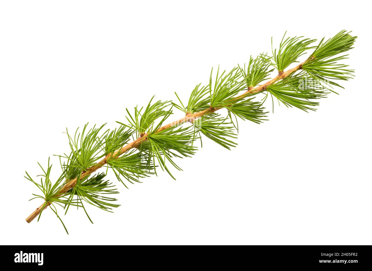 Branch european larch larix hi-res stock photography and images - Alamy