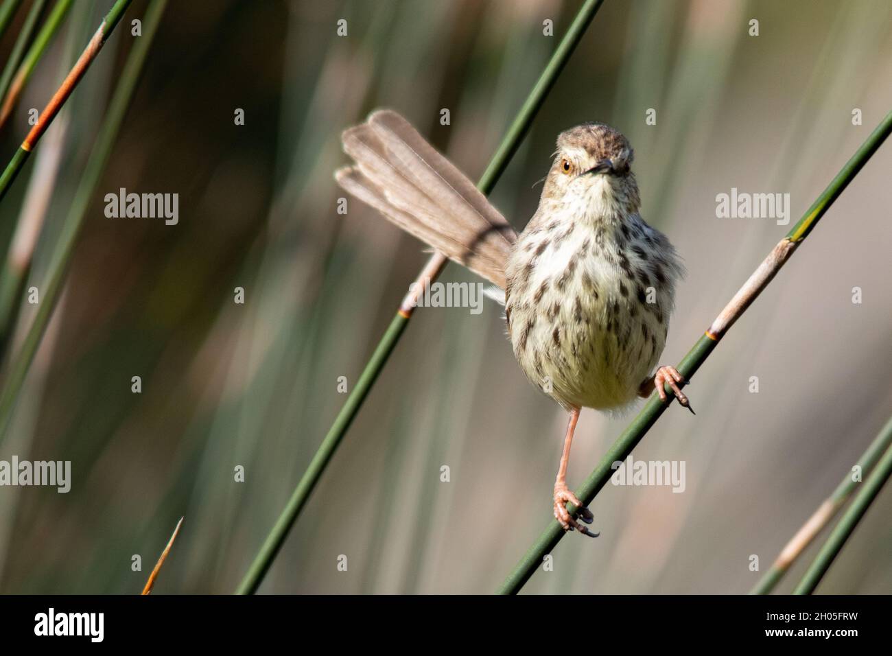Spotted bird hi-res stock photography and images - Alamy