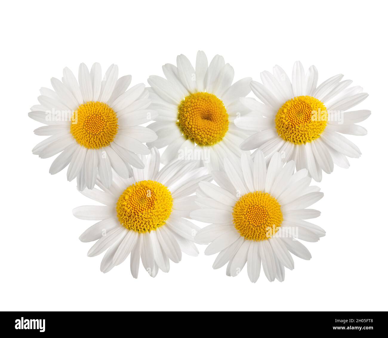 Daisy group hi-res stock photography and images - Alamy