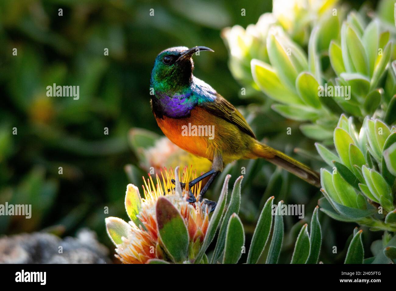 An Orange-Breasted Sunbird sits perched on a Pinhead Protea in the ...