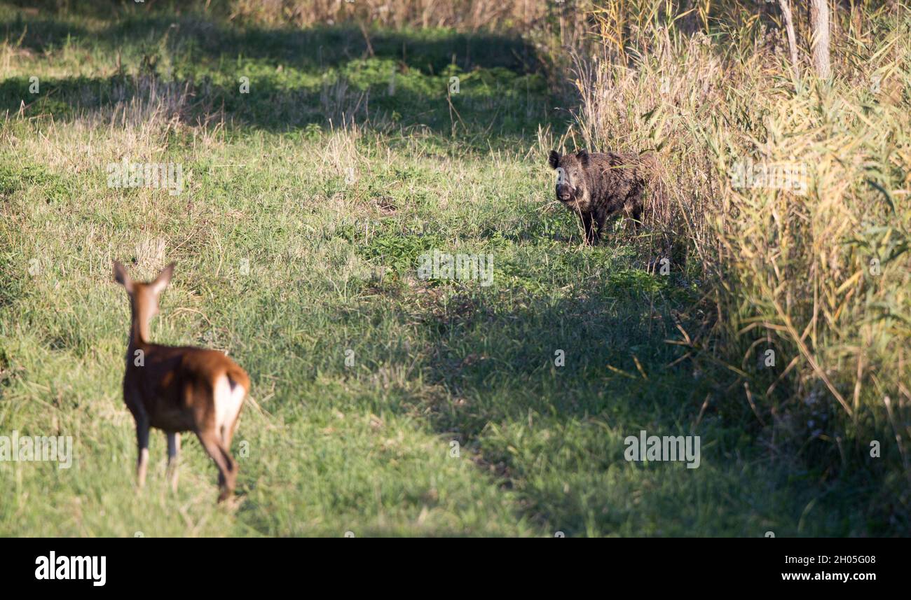 Hind (red deer female) and wild boar standing on meadow and looking ...