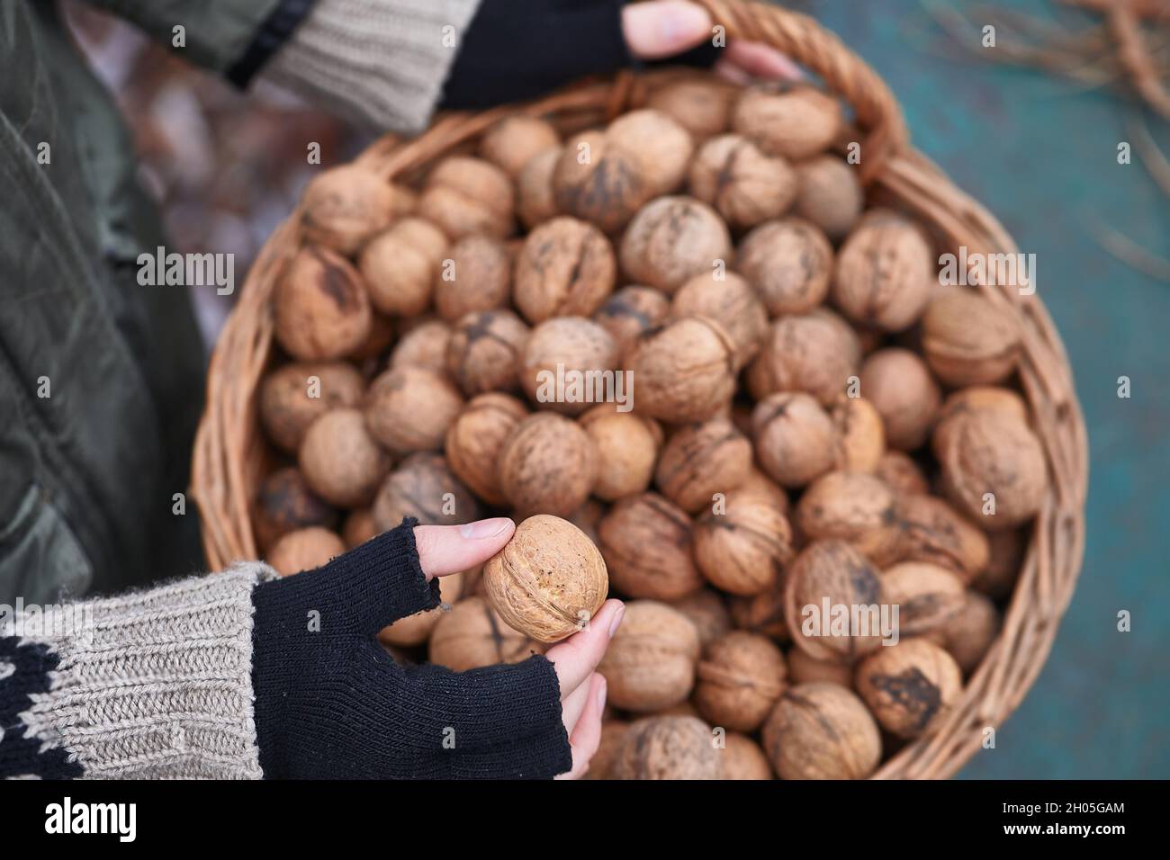 Collecting walnuts in a basket Stock Photo - Alamy