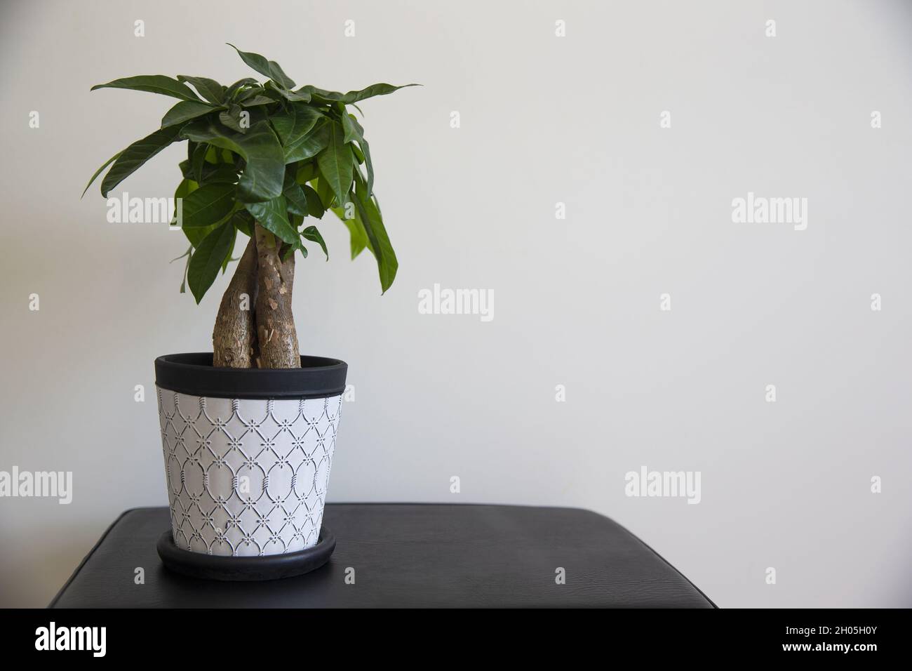 Braided trunk hi-res stock photography and images - Alamy