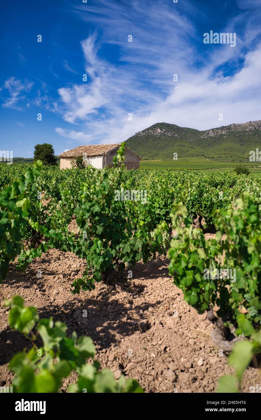 Bullas hi-res stock photography and images - Alamy