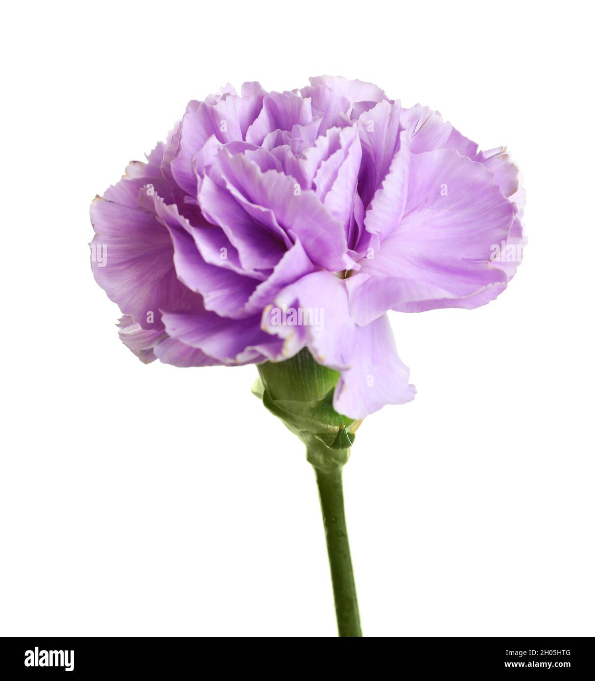 Beautiful blooming violet carnation on white background Stock Photo - Alamy