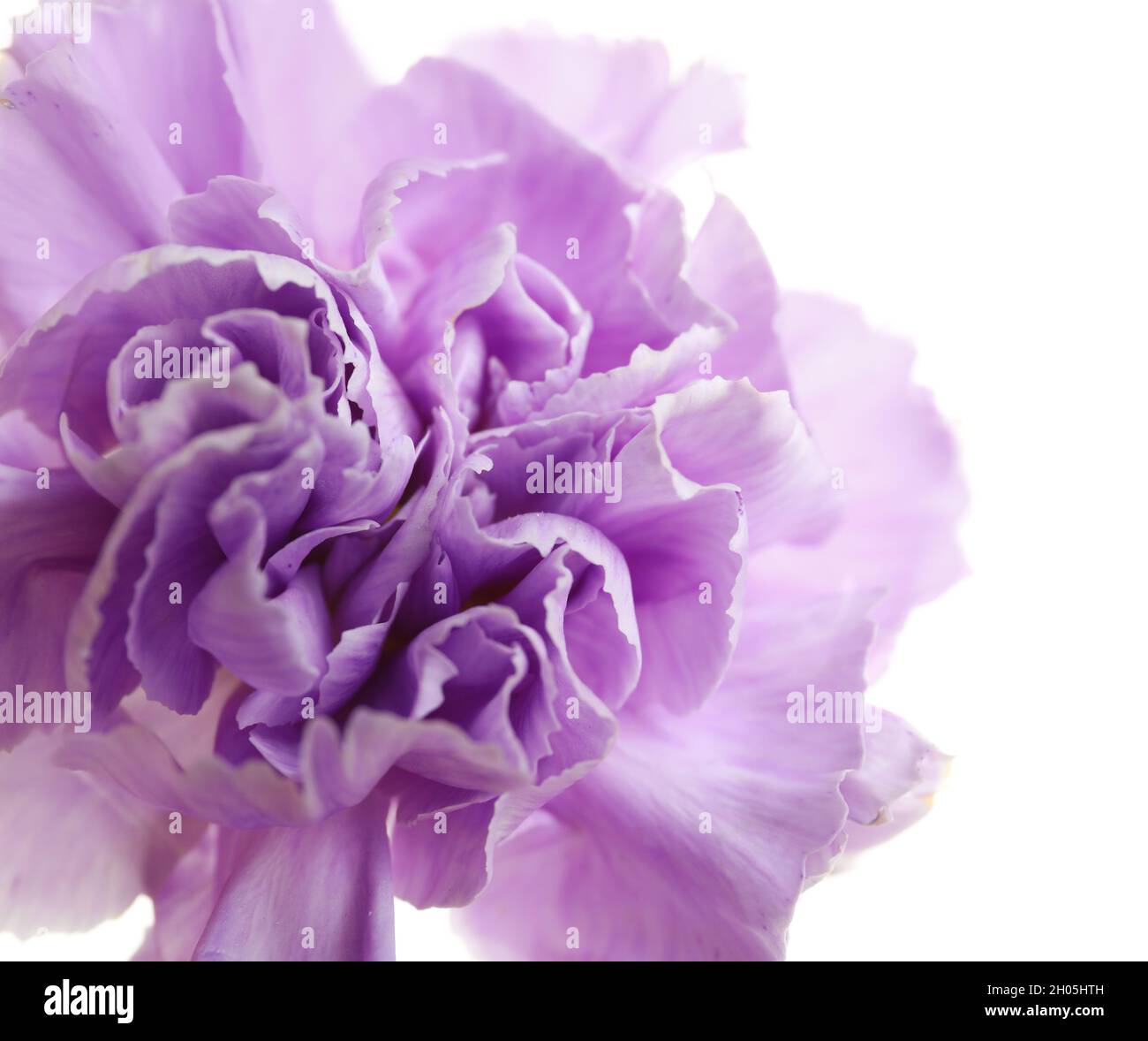 Beautiful blooming violet carnation on white background Stock Photo - Alamy