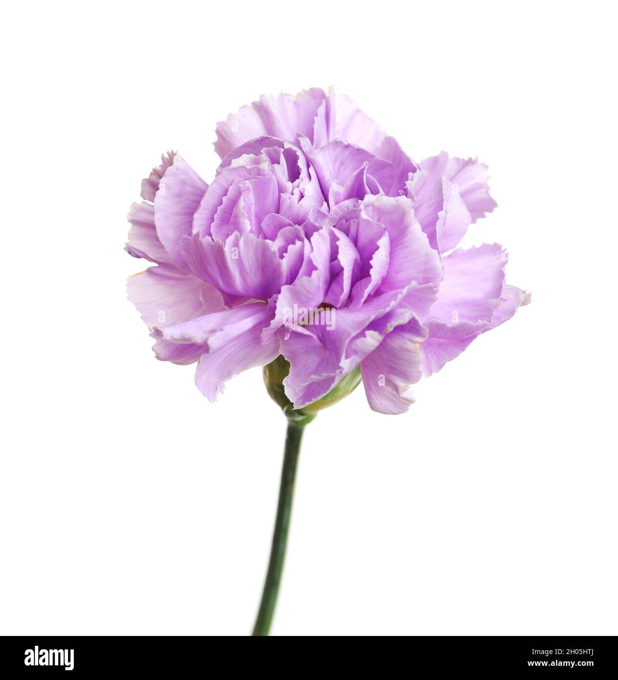 Beautiful blooming violet carnation on white background Stock Photo - Alamy