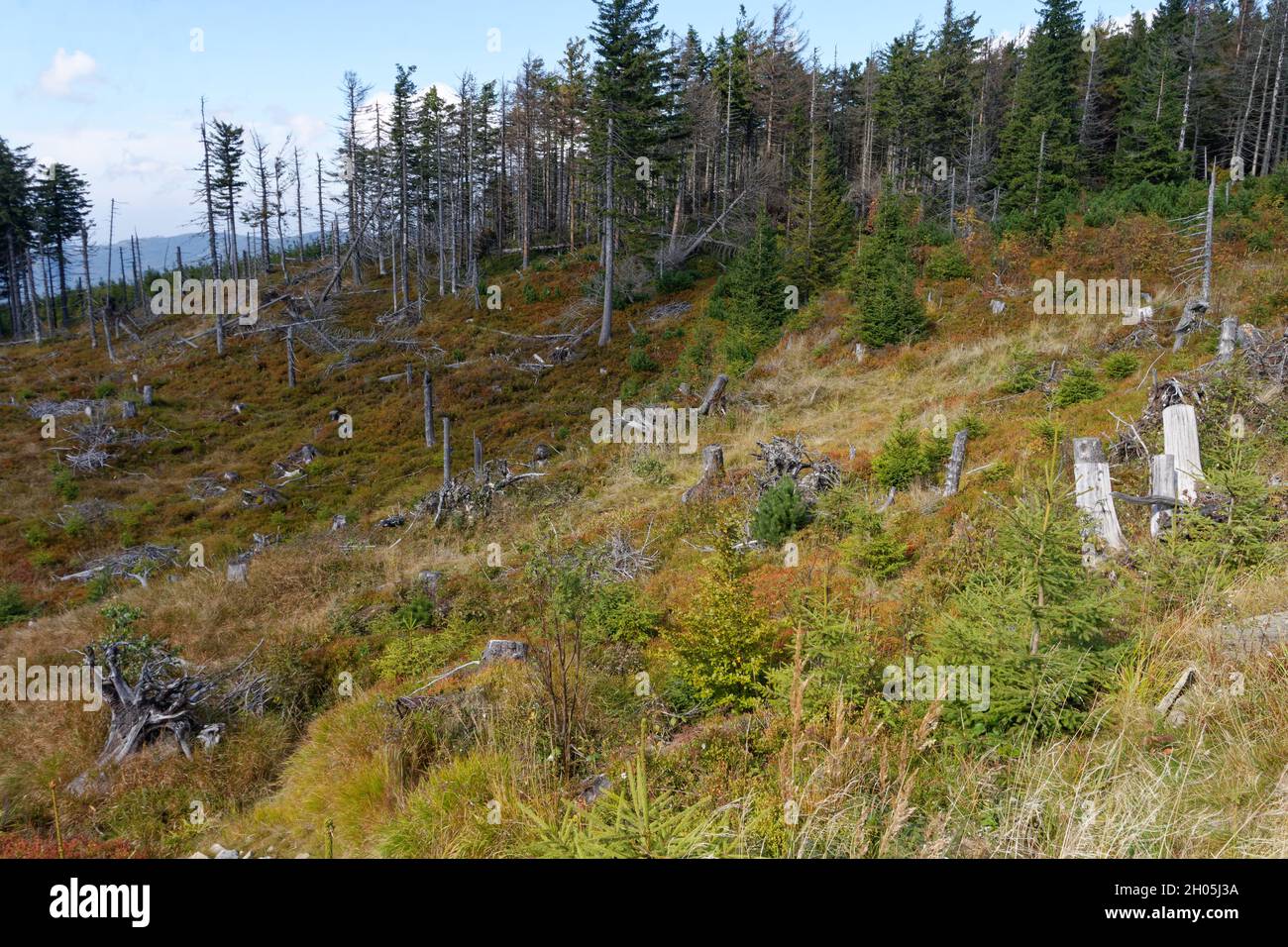 Approach to Skrzyczne peak from Malinowa Skala i Beskidy mountains of ...