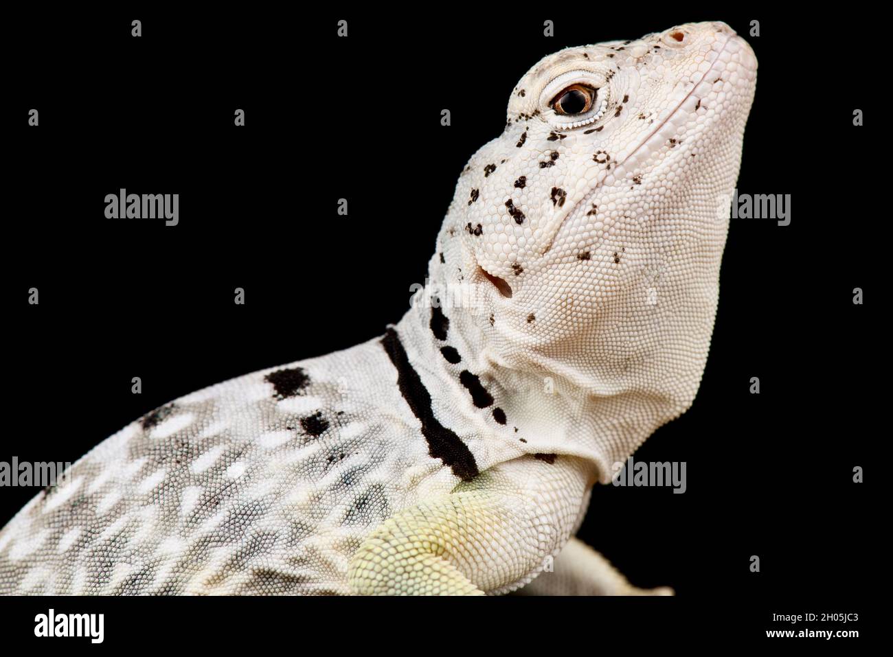 Black spotted collared lizard (Crotaphytus collaris melanomaculatus ...