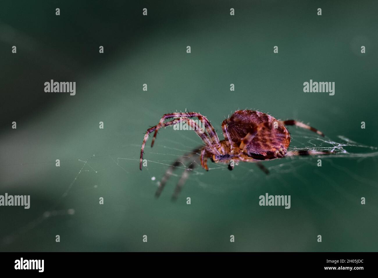 Closeup shot of a spider on its web Stock Photo - Alamy