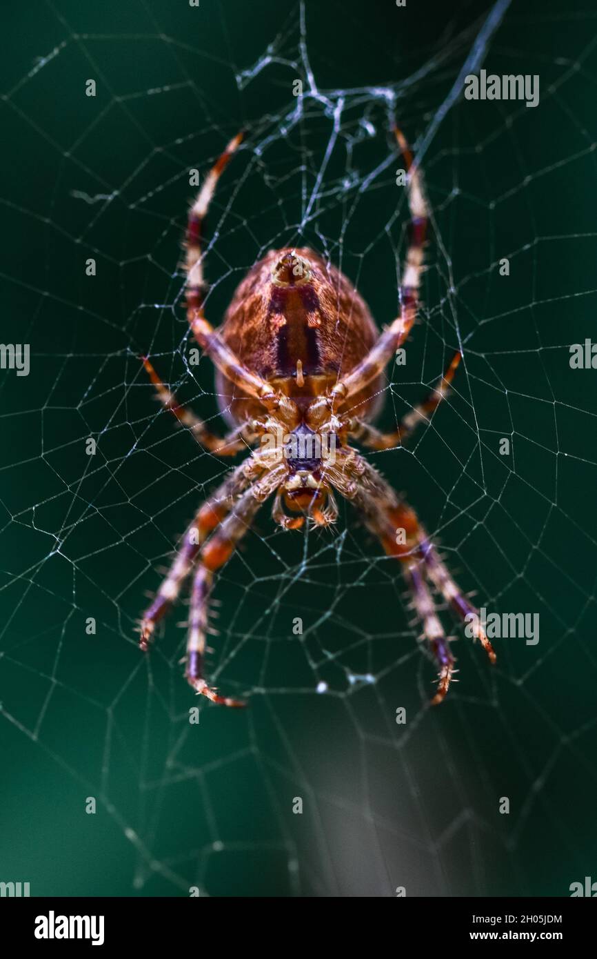 Vertical shot of a spider on its web Stock Photo - Alamy