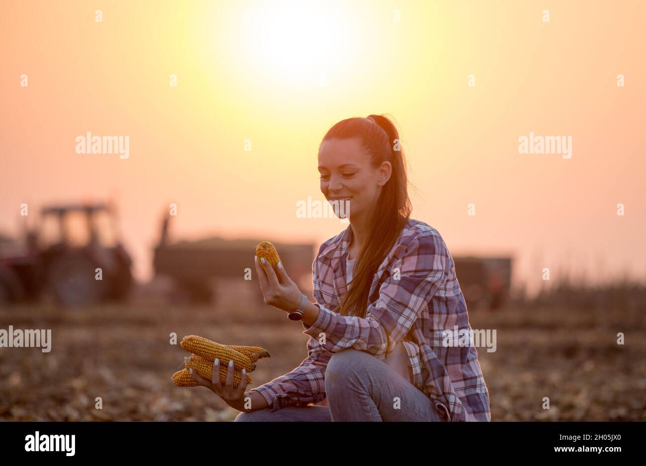 Farmer woman checking corn cob quality during harvest in autumn with ...