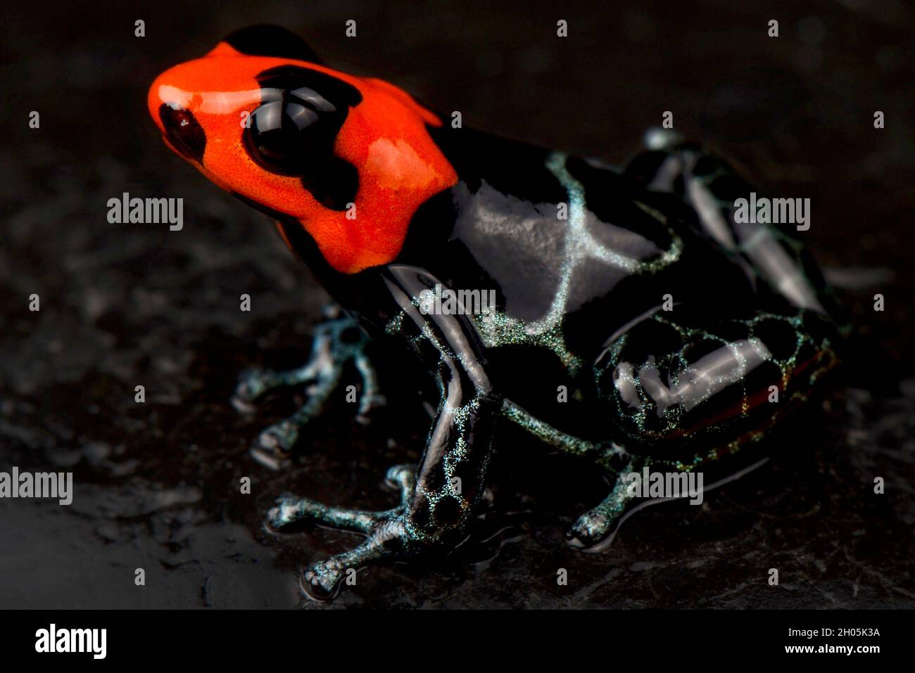 Blessed poison frog ranitomeya benedicta hi-res stock photography and ...