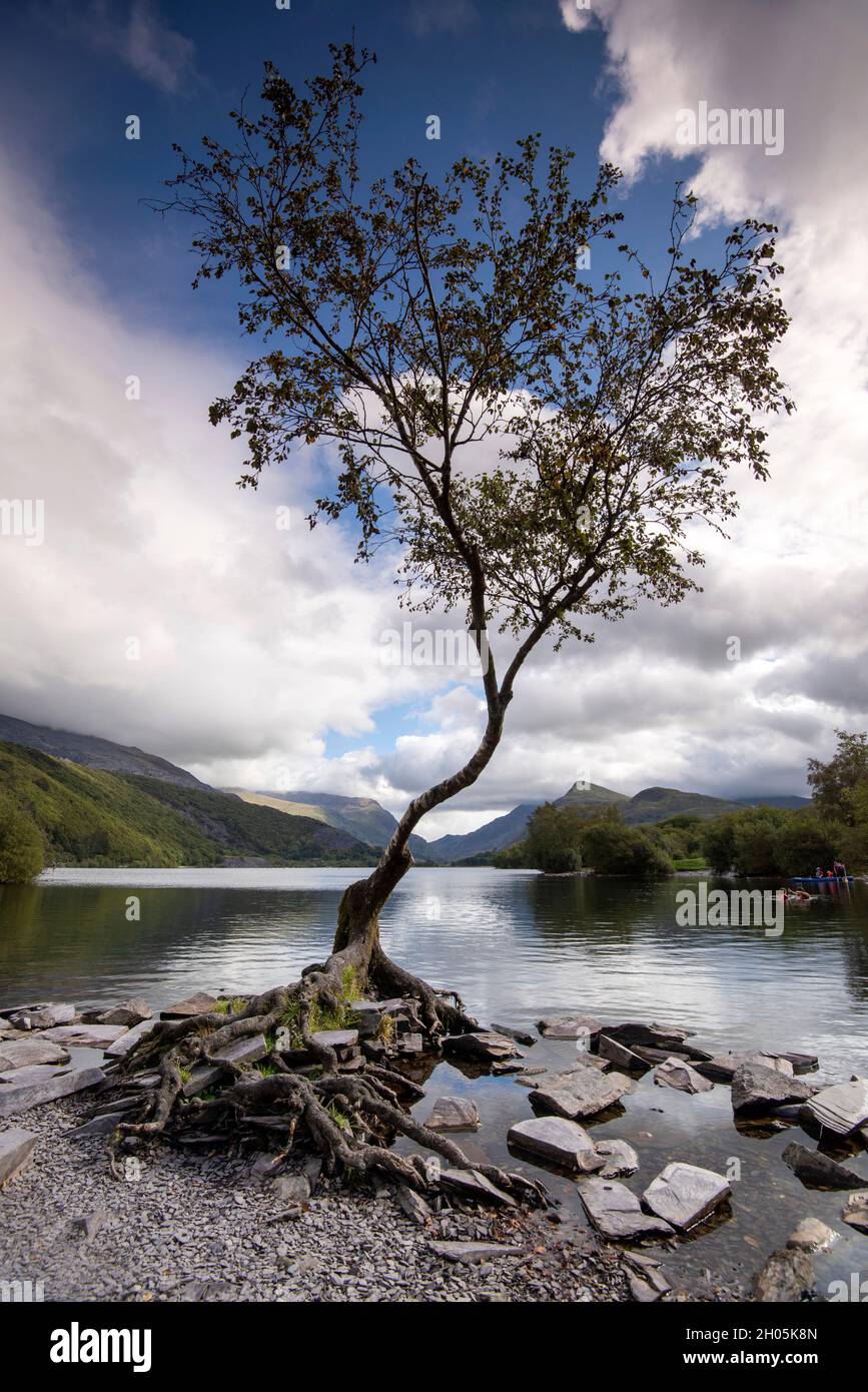 Lone tree at Llyn Padarn in Snowdonia, Gwynedd Wales United Kingdom ...