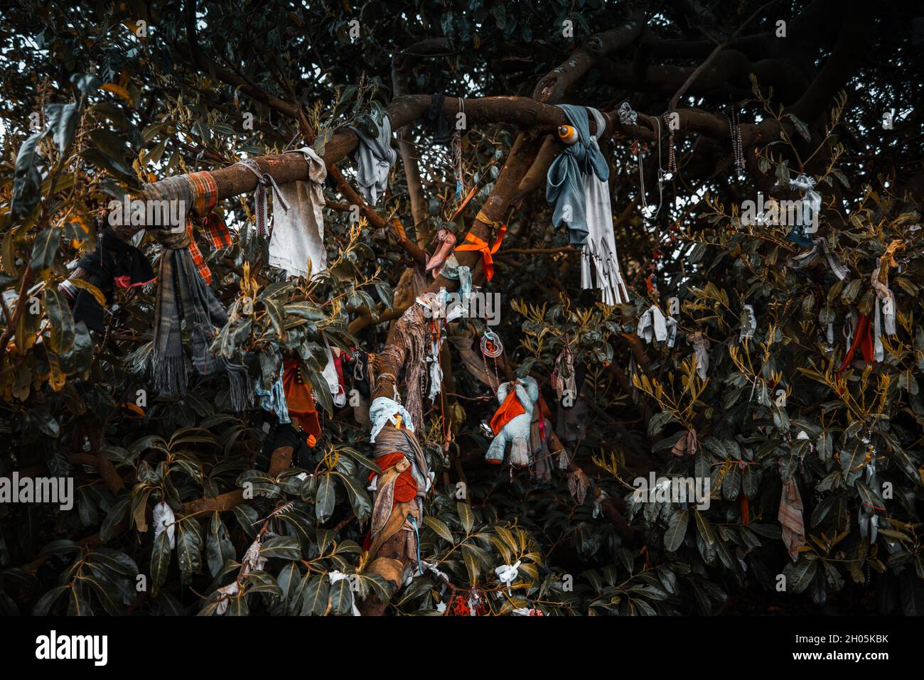 Clootie well hi-res stock photography and images - Alamy