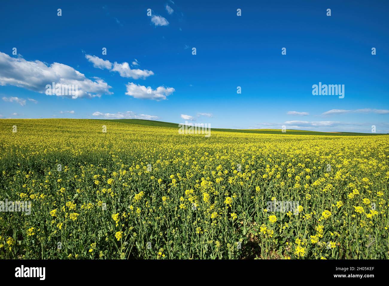 beautiful plain with oilseed rape, blooming yellow shiny canola, plain ...