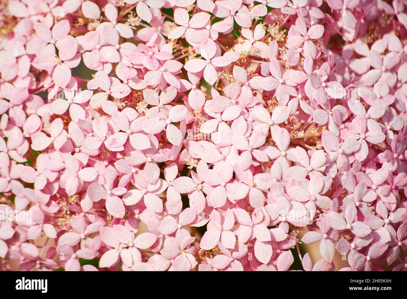 Herbal pattern of a pink hydrangea flowers and petals. Plants and ...