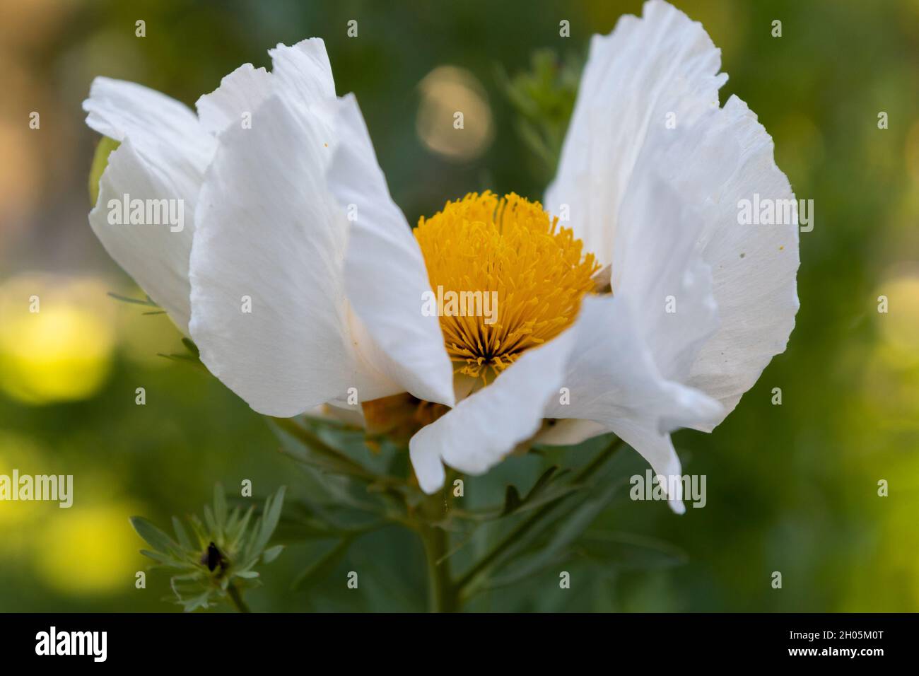 Matilija poppy hi-res stock photography and images - Alamy