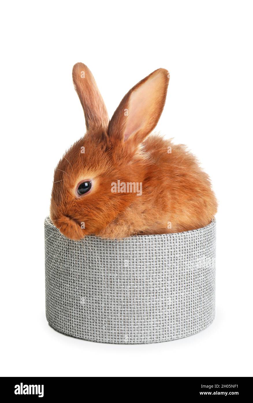 Cute red bunny in box on white background Stock Photo - Alamy