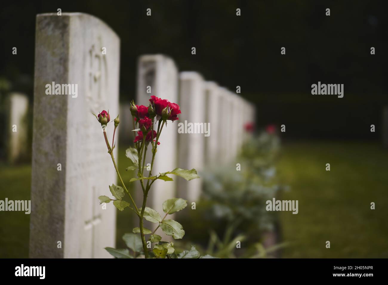 Red roses growing near hi-res stock photography and images - Alamy