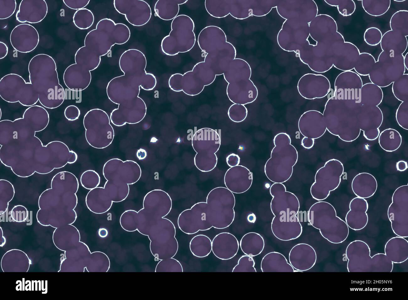 Biological pattern of violet cells on black background Stock Photo - Alamy