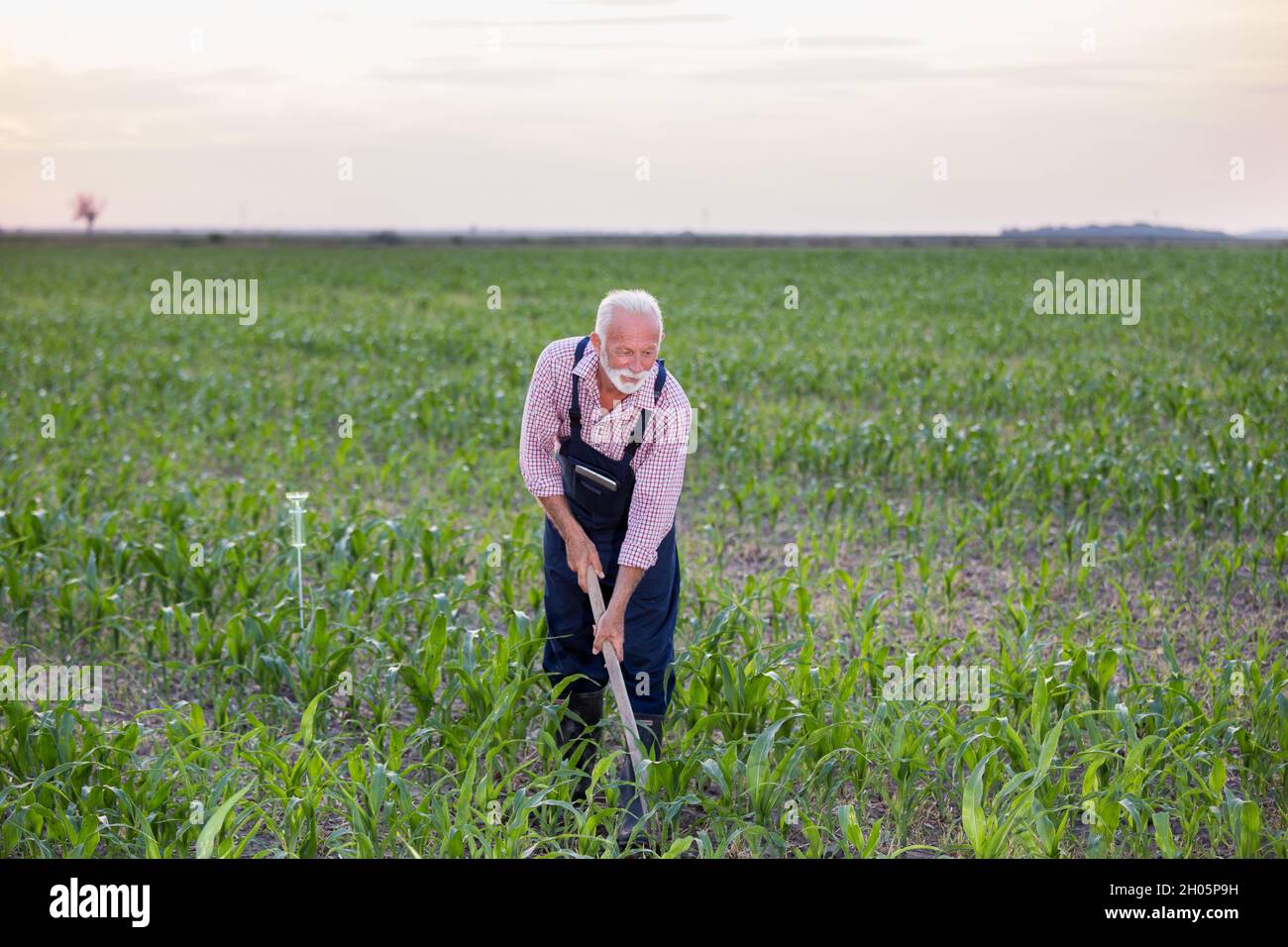 Senior farmer weeding soil with hoe in corn field in early summer time ...