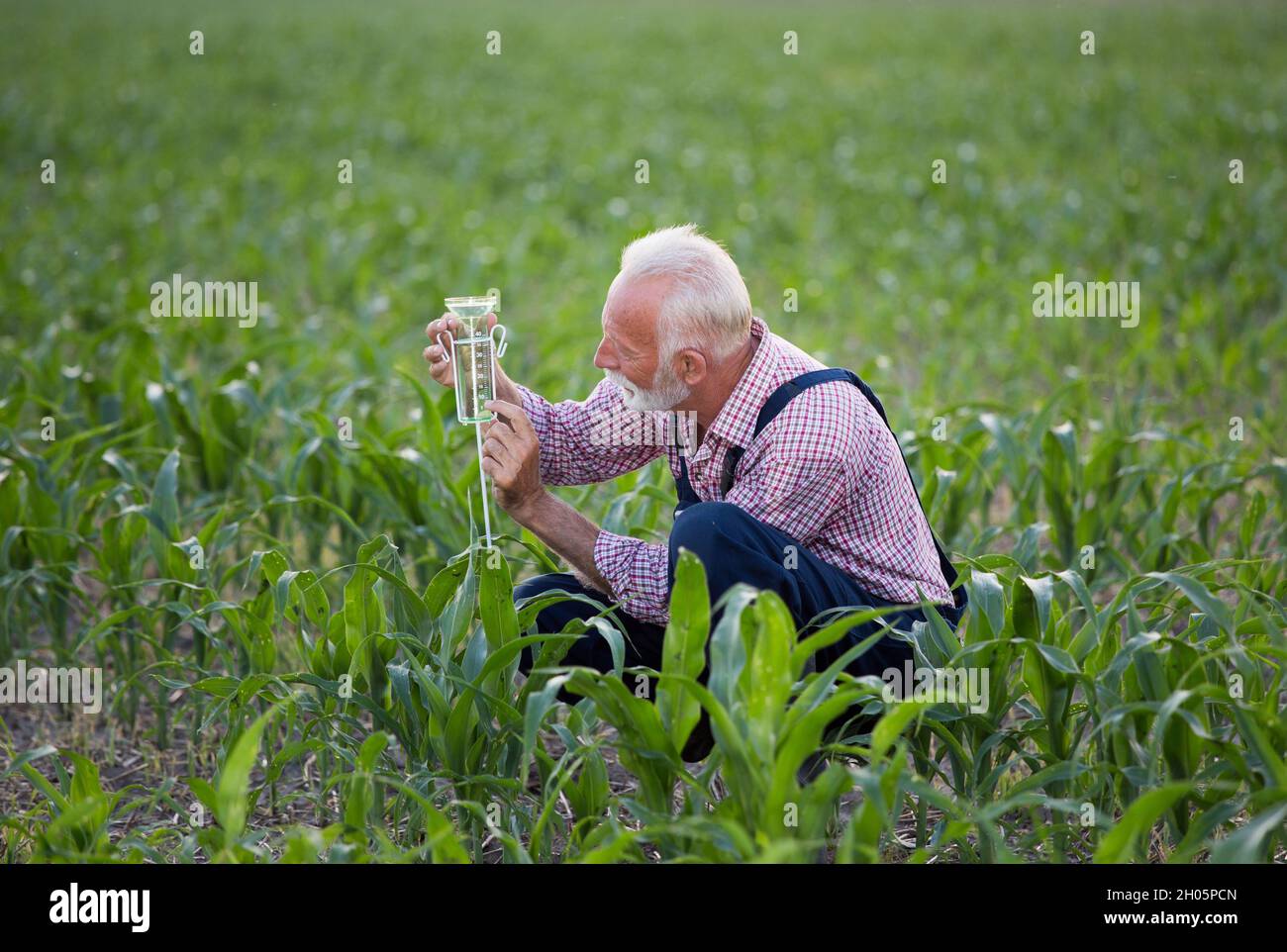 Senior farmer squatting beside rain gauge in corn field Stock Photo - Alamy