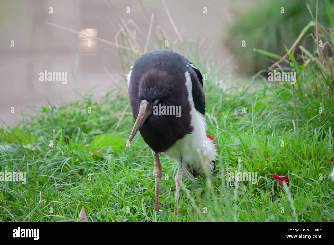 Closeup shot of Abdim's stork bird on green grasses near a river Stock ...