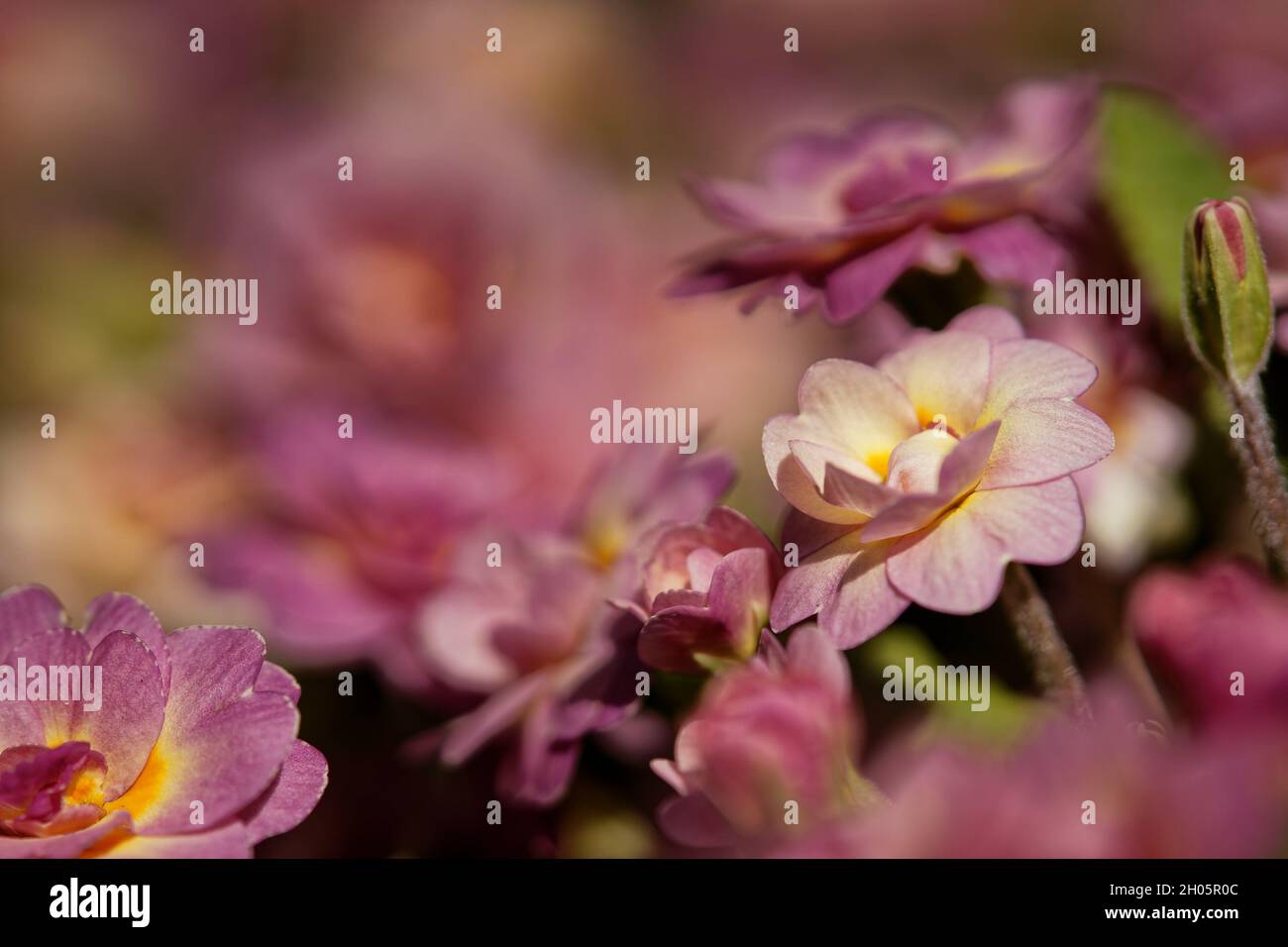 Selective focus shot of pi flowering plants growing in the garden Stock ...