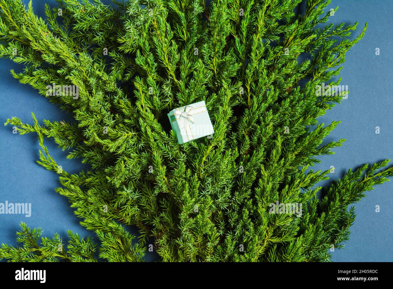 Green branches of juniper with gift box over blue background. Christmas ...