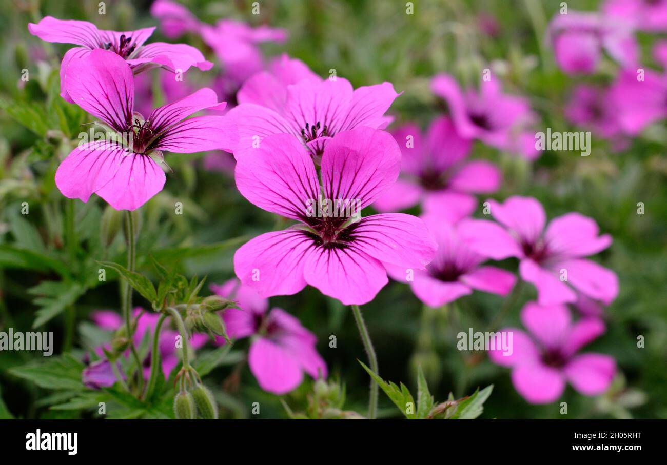 Bright pink blooms of hardy perennial Geranium 'Patricia' in a garden ...