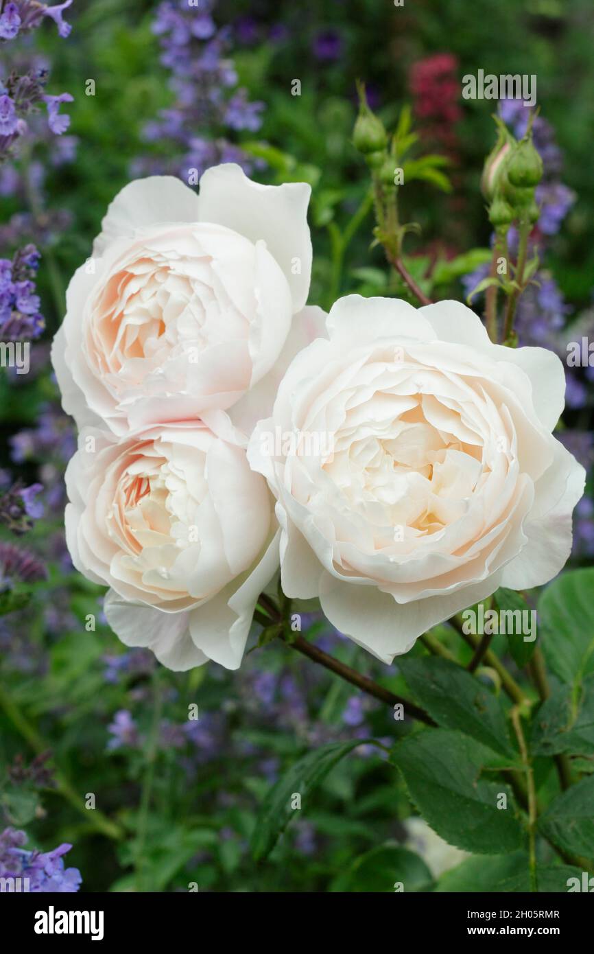 Cream david austin roses hi-res stock photography and images - Alamy