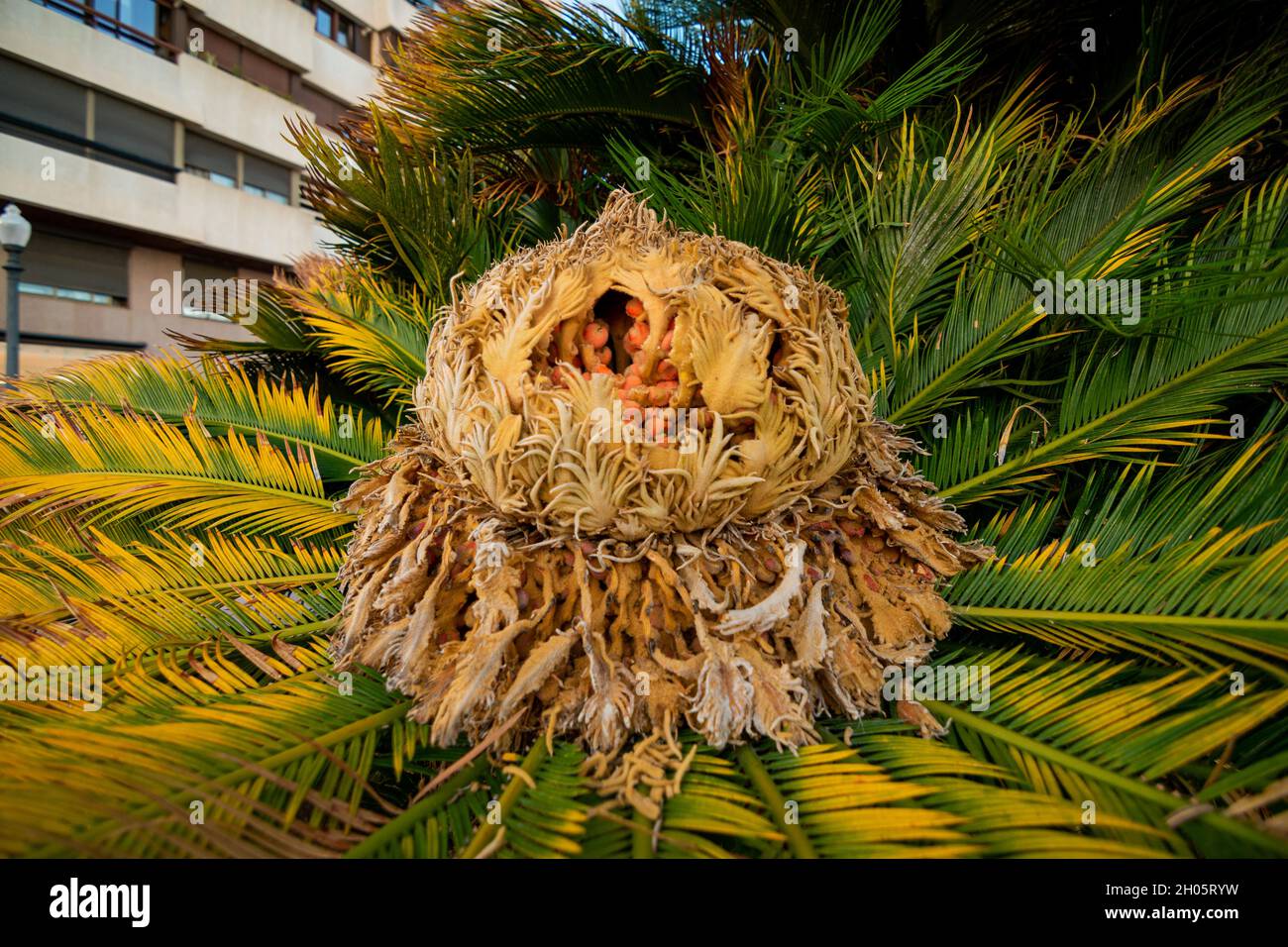 Tarraco (Tarragona) was an ancient Roman city. During the Roman Empire ...