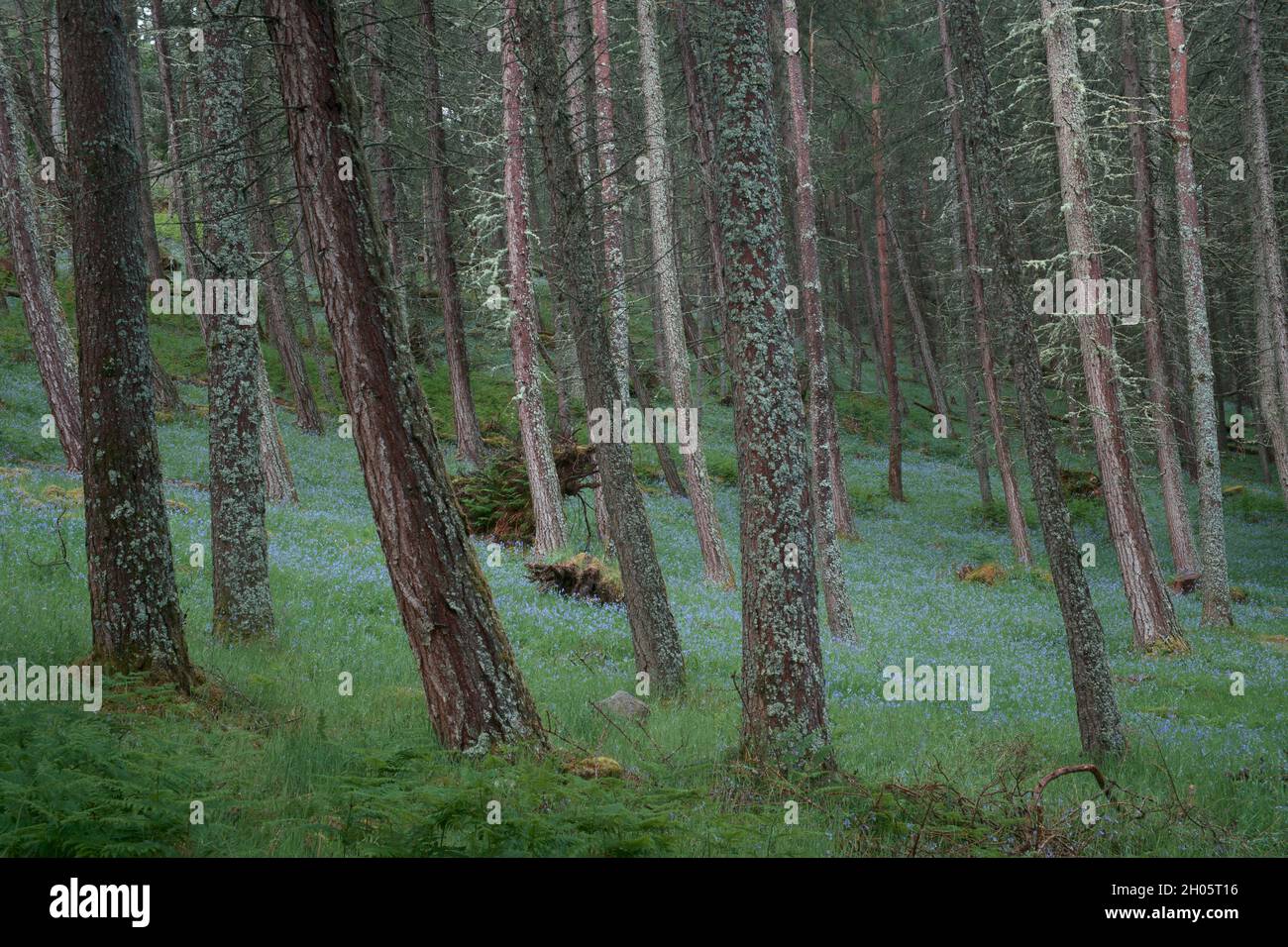 Summer nature landscape with path in forest. Sunlight in autumn park ...