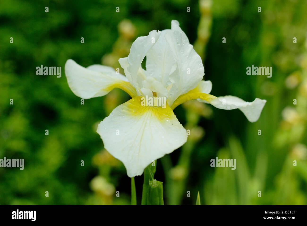 Iris sibirica 'Snow Queen' Siberian iris. with yellow throats on white ...