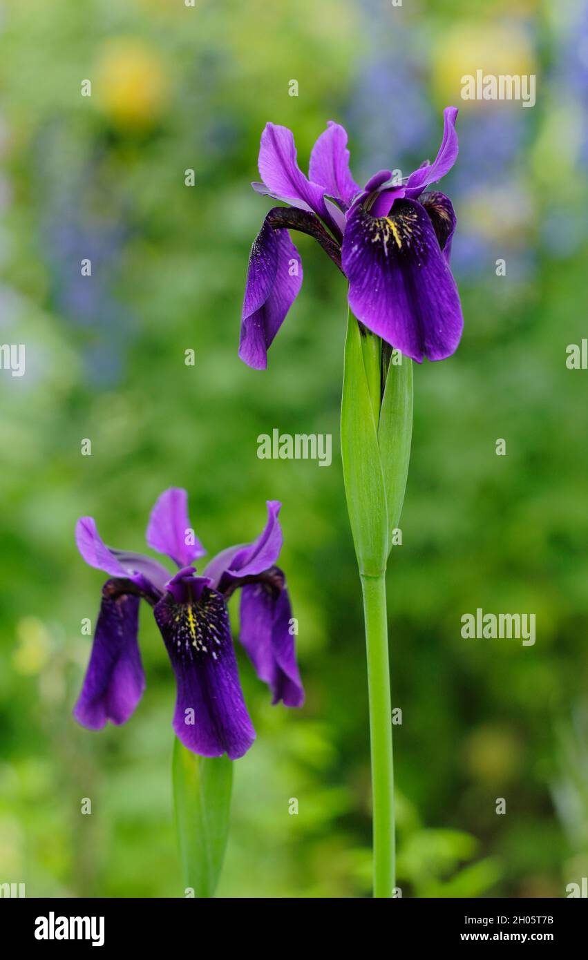 Iris 'Caesar's Brother'. Intense purple flowers of Iris sibirica ...