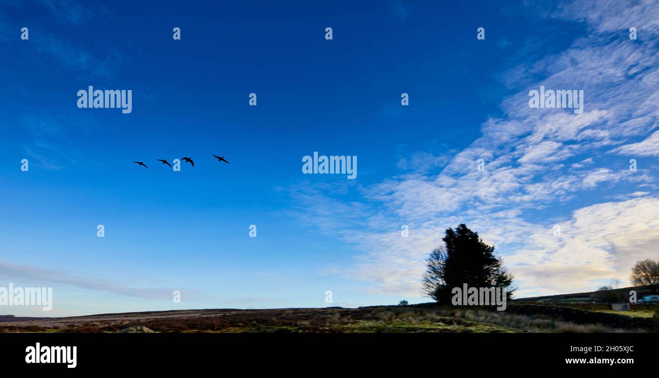 Late February afternoon and 4 flying geese return to roost Stock Photo ...